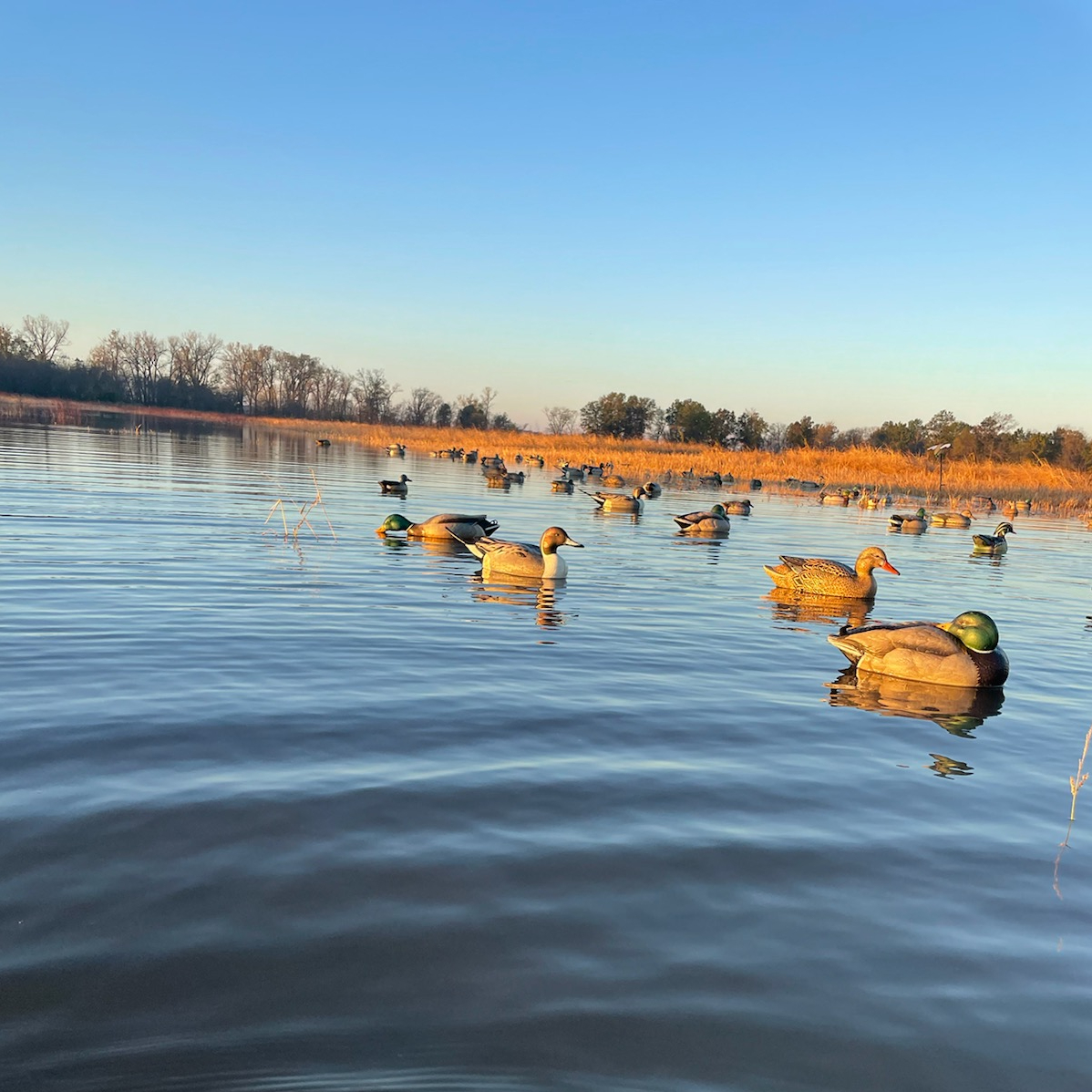duck_decoy_spread_at_four_rivers_conservation_area – Duck Tracker